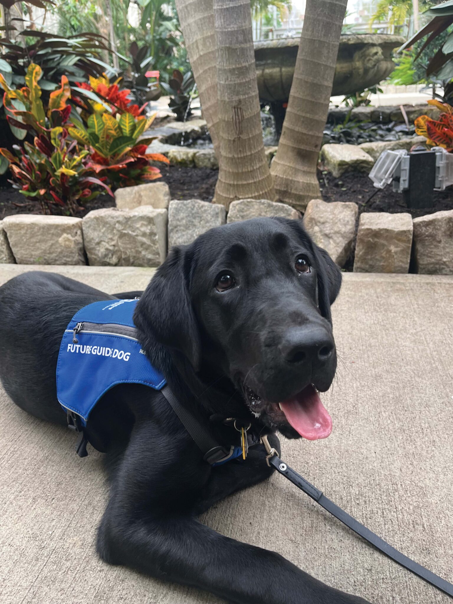 Pet of the Week: Cara | Addison Independent