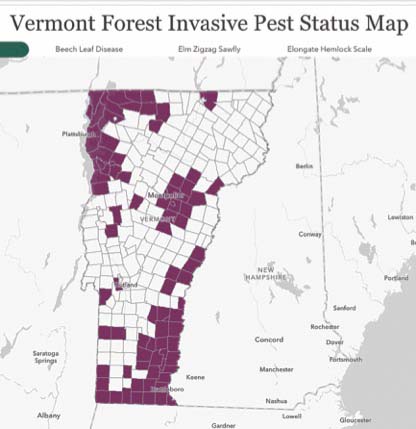 Vermont launches interactive invasive pest map | Addison Independent