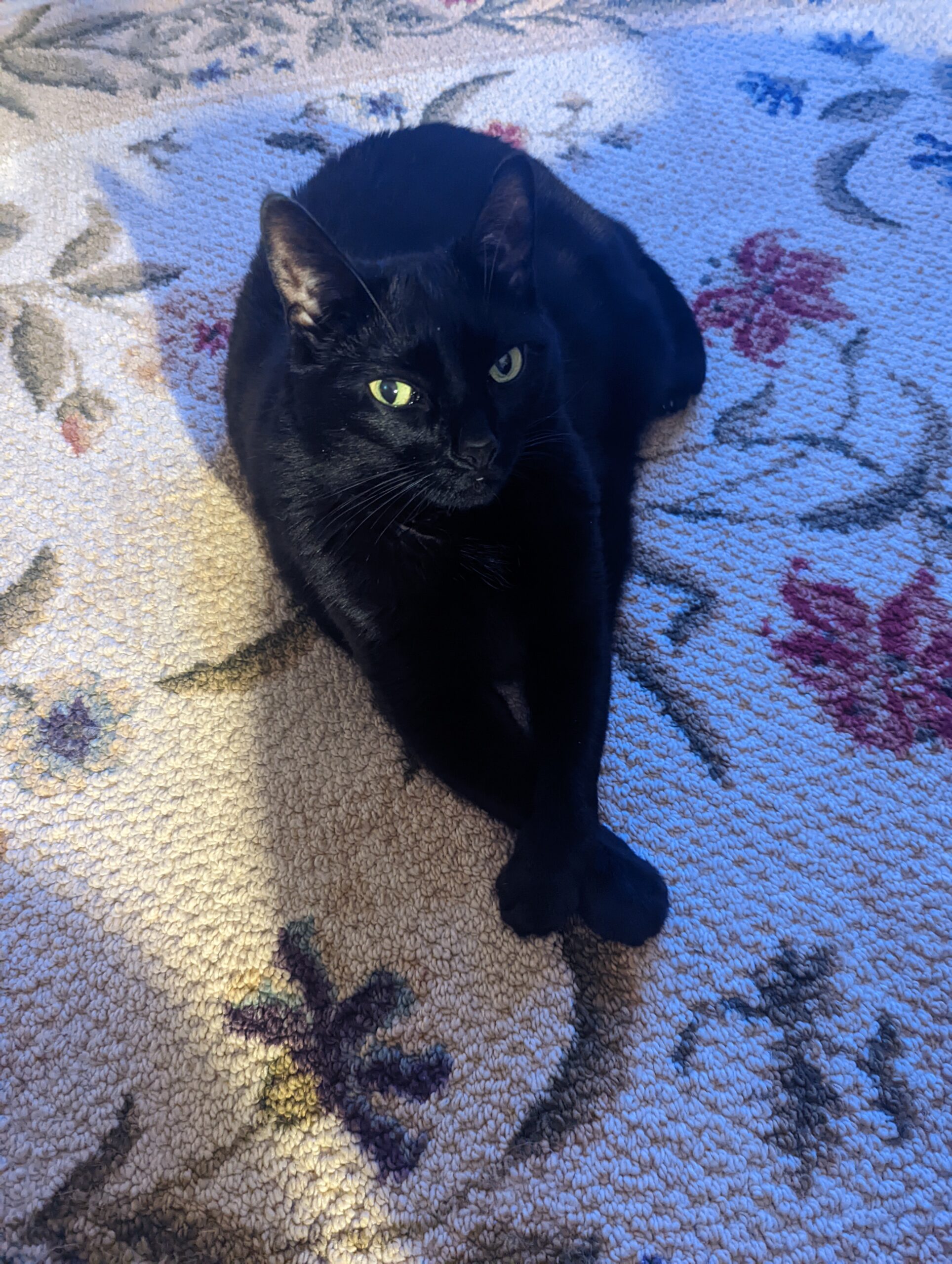 Model Shot_ Simba Sue – Lori Young | Addison Independent