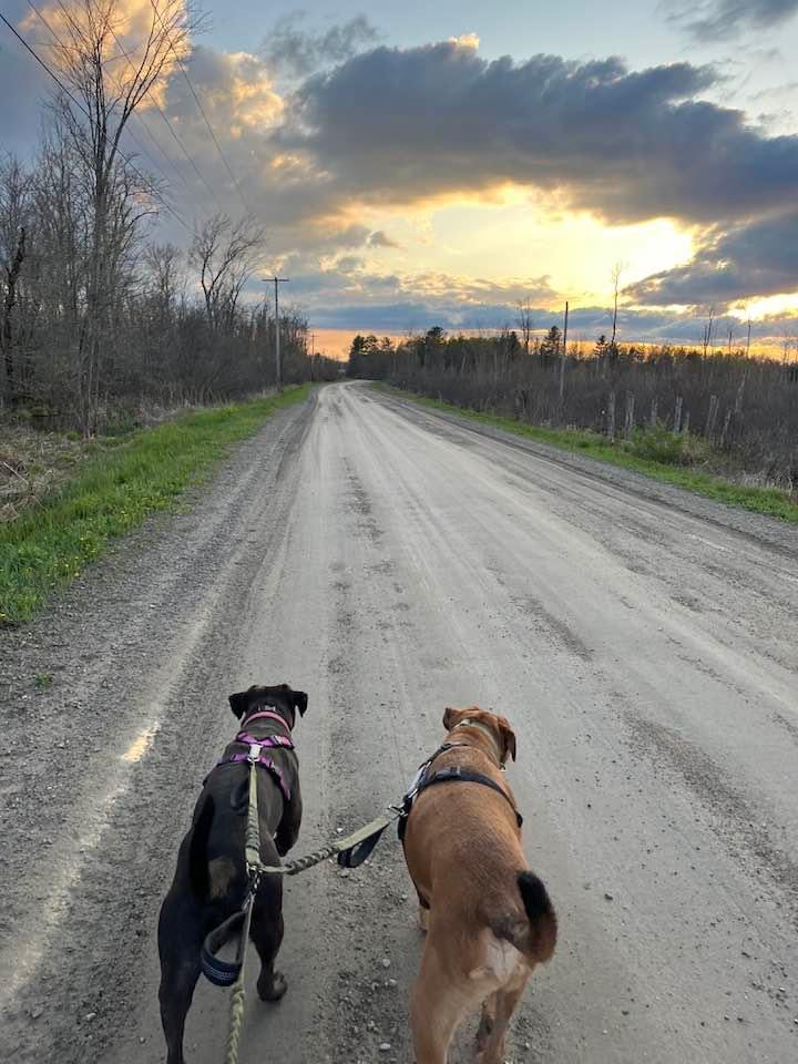 Best Pals_ Remi and Mia – Lisa Terrier | Addison Independent