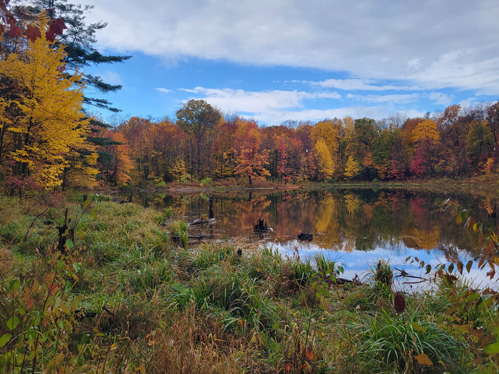 Orwell land to remain forever wild | Addison Independent