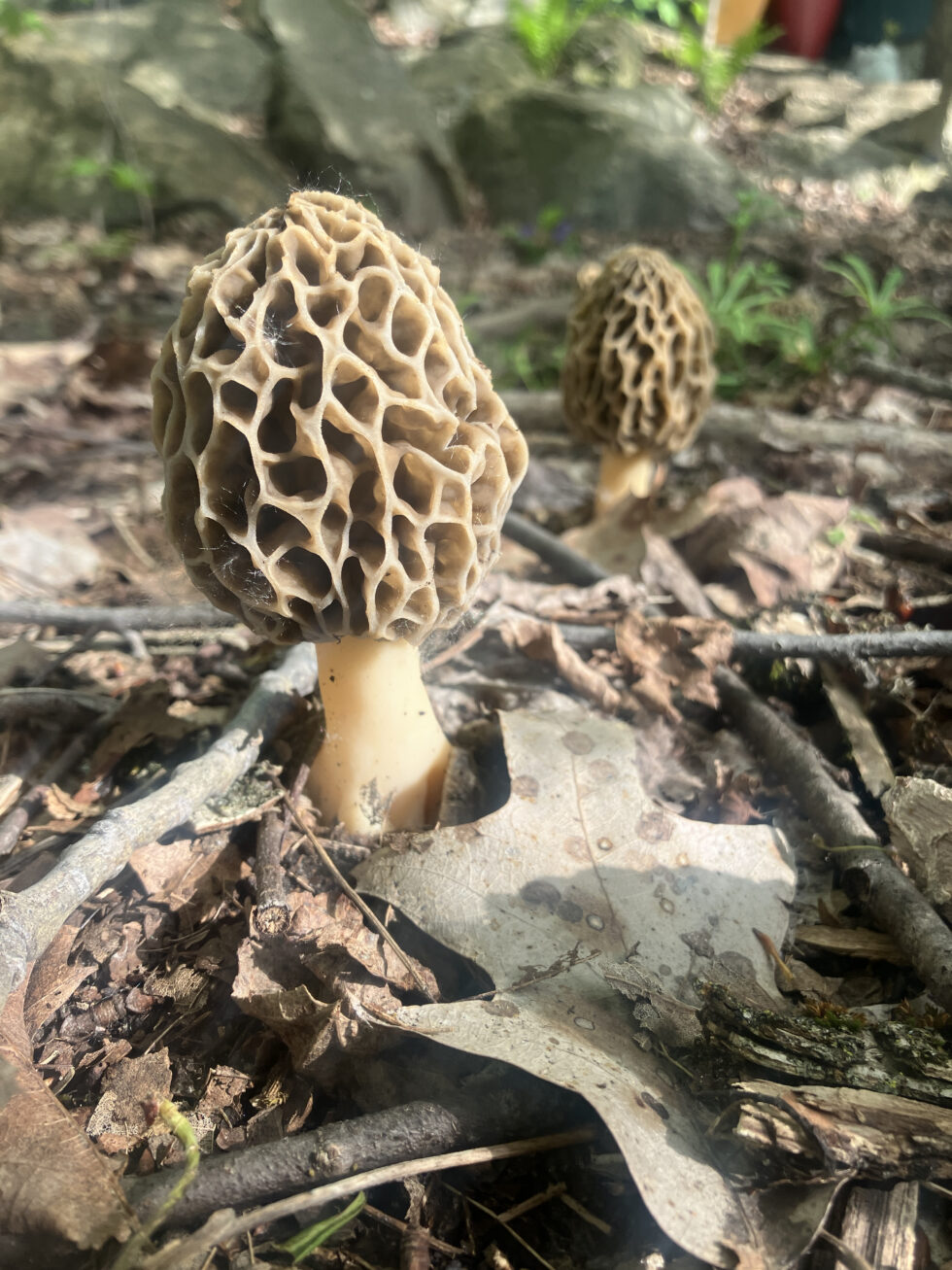 May the lucky find morel mushrooms in Vermont | Addison Independent